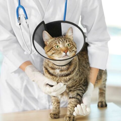 Best Veterinary Hospital In Elk Grove, CA | Hatton Veterinary Hospital