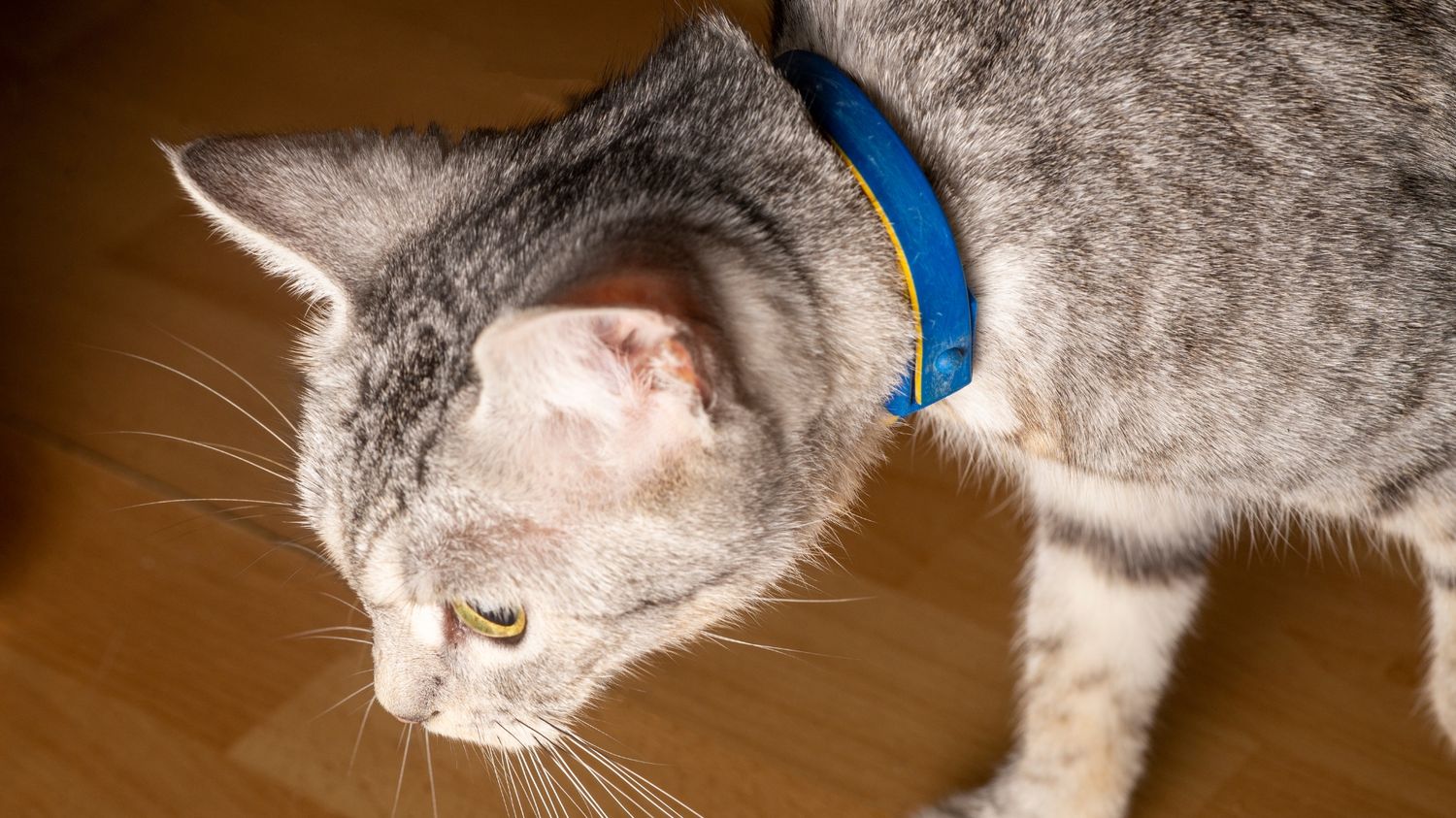 Emergency Consent Success | Hatton Veterinary Hospital